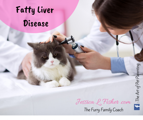 Fatty Liver Disease in Cats: Causes, Symptoms, and Treatment